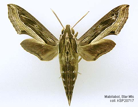 Papua Insects Foundation (Lepidoptera/Sphingidae/Hippotion velox)